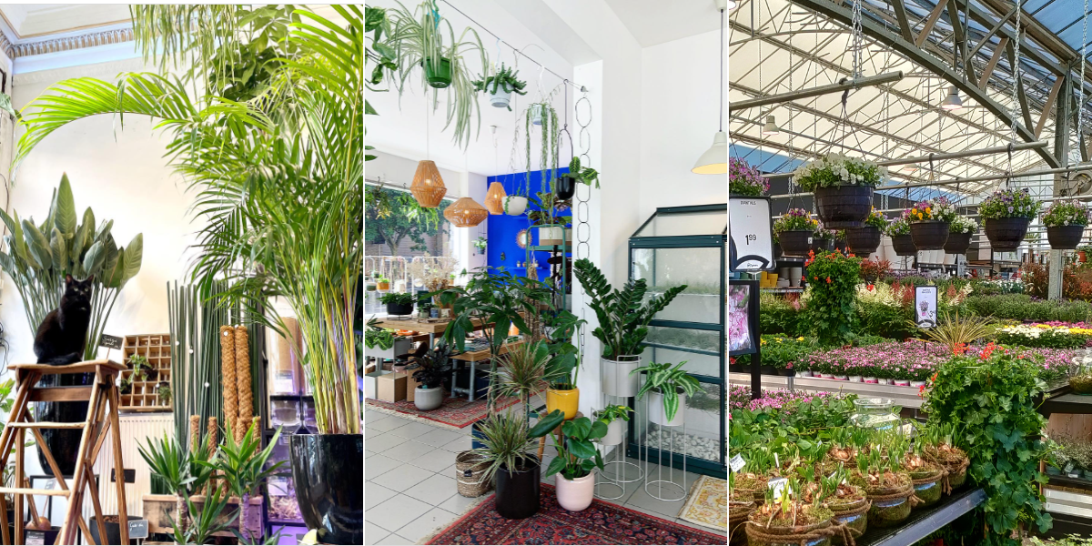 3 boutiques de plantes tendances qui acceptent vos éco-chèques - Edenred